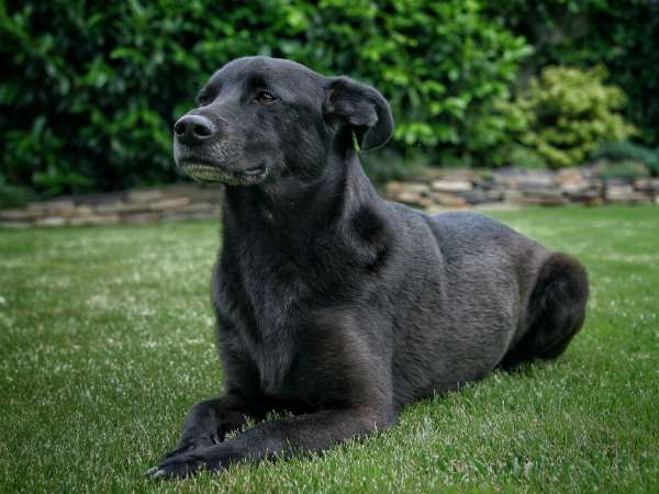 Bí ẩn giấc mơ thấy chó đen là gì? Đánh lô số mấy chuẩn nhất?